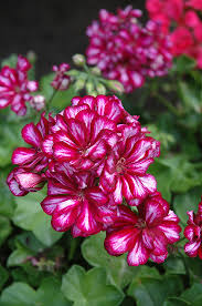 GERANIUM IVY GREAT BALLS OF FIRE BURGUNDY BLAZE | Natalie's Garden ...