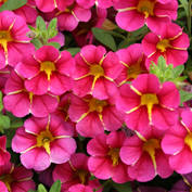 CALIBRACHOA SUPERBELLS CHERRY STAR | Natalie's Garden & Greenhouse