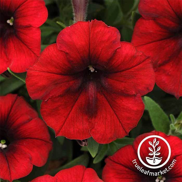 PETUNIA,EASY WAVE SERIES RED VELOUR | Natalie's Garden & Greenhouse