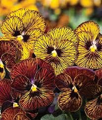 VIOLA TIGER EYE SERIES MIXTURE | Natalie's Garden & Greenhouse