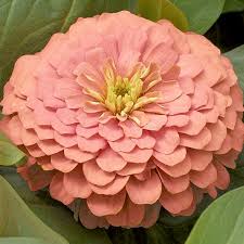 ZINNIA, DWARF SALMON MAGELLAN SERIES | Natalie's Garden & Greenhouse