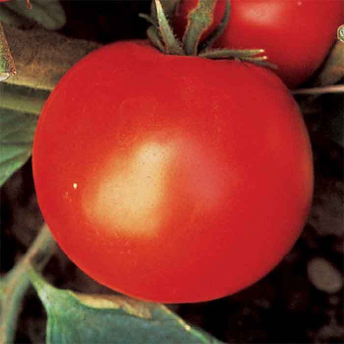 Wisconsin 55 Tomato | Natalie's Garden & Greenhouse